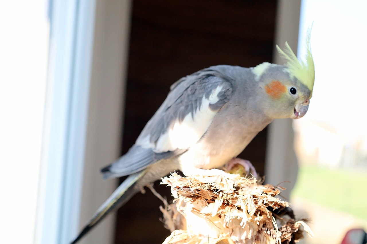 Calopsittes Oiseau Oiseaux - Photo gratuite sur Pixabay - Pixabay