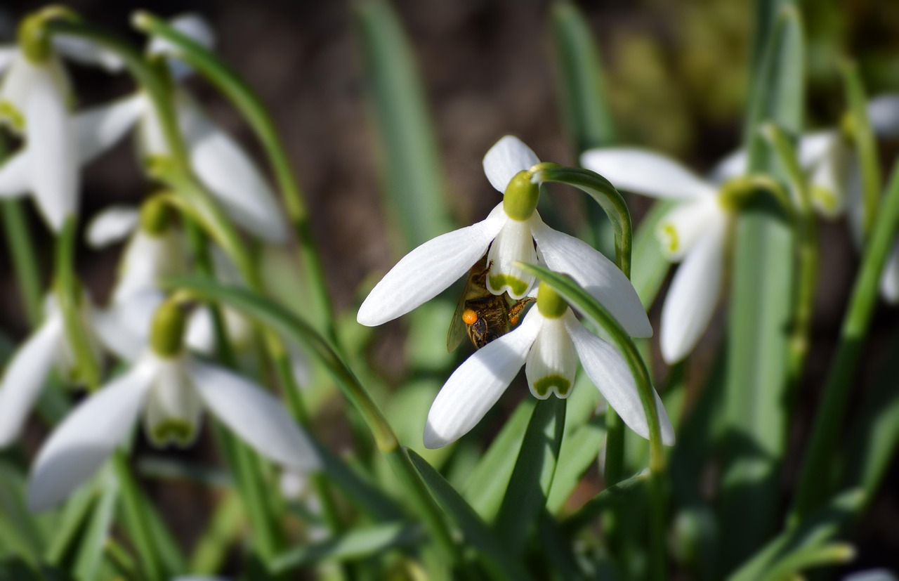 Flowers Snowdrop Blooms - Free photo on Pixabay - Pixabay