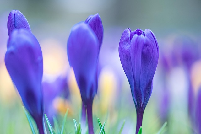 Flower Bloom Blossoms - Free photo on Pixabay - Pixabay