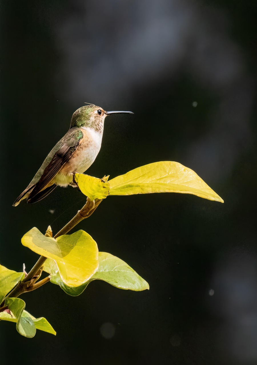 Colibrí Rama Amarillo - Foto gratis en Pixabay - Pixabay