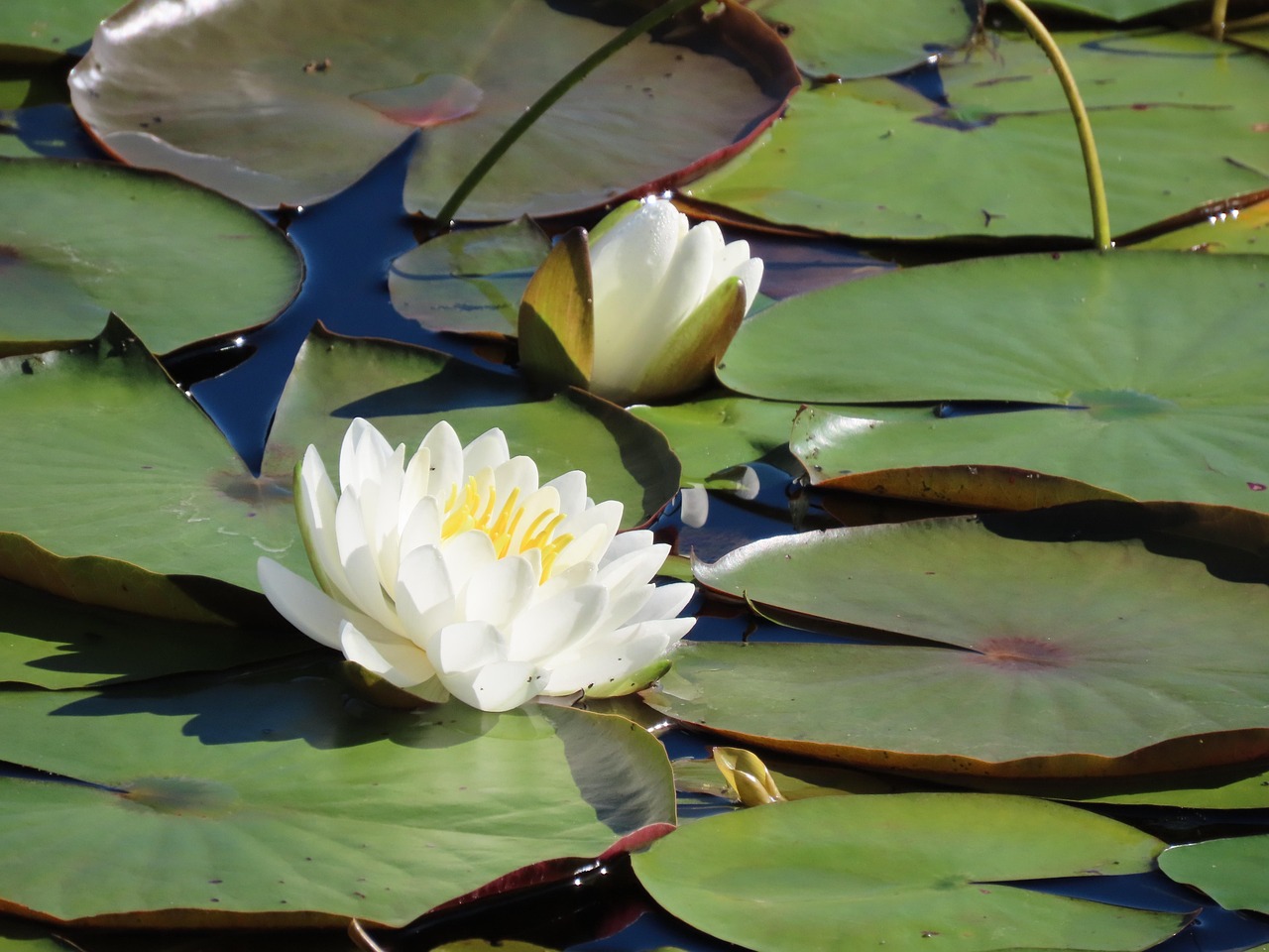 Water Lily Flower Nature - Free photo on Pixabay - Pixabay
