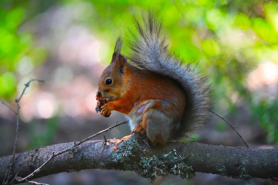 Squirrel Nature Forest - Free photo on Pixabay