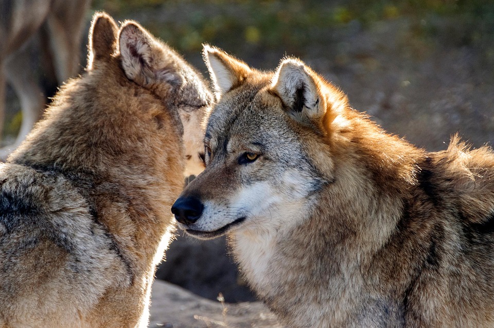 Wolf Animals Vertebrate - Free photo on Pixabay