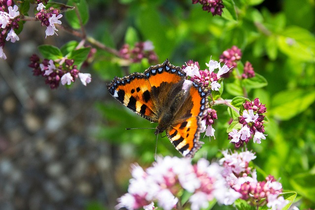 Mariposa De Cerca Flores - Foto gratis en Pixabay - Pixabay