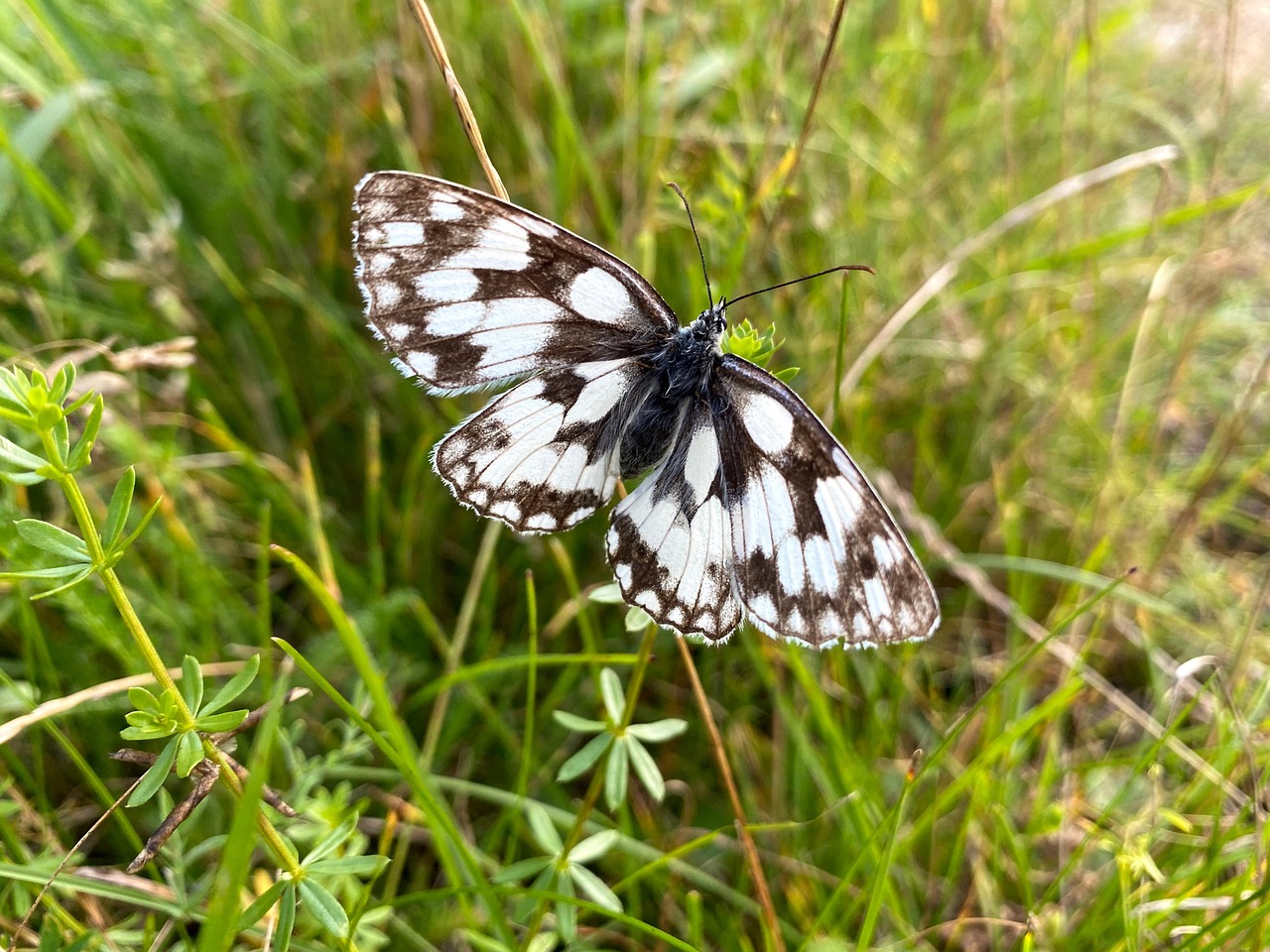 Papillon La Nature Paysage - Photo gratuite sur Pixabay - Pixabay