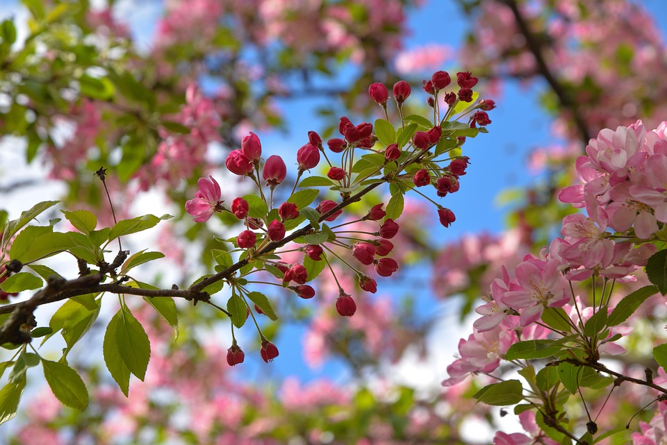 Spring Blossom Bloom - Free photo on Pixabay