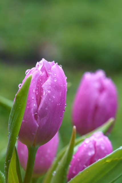 Tulips Spring Flower Pink - Free photo on Pixabay - Pixabay