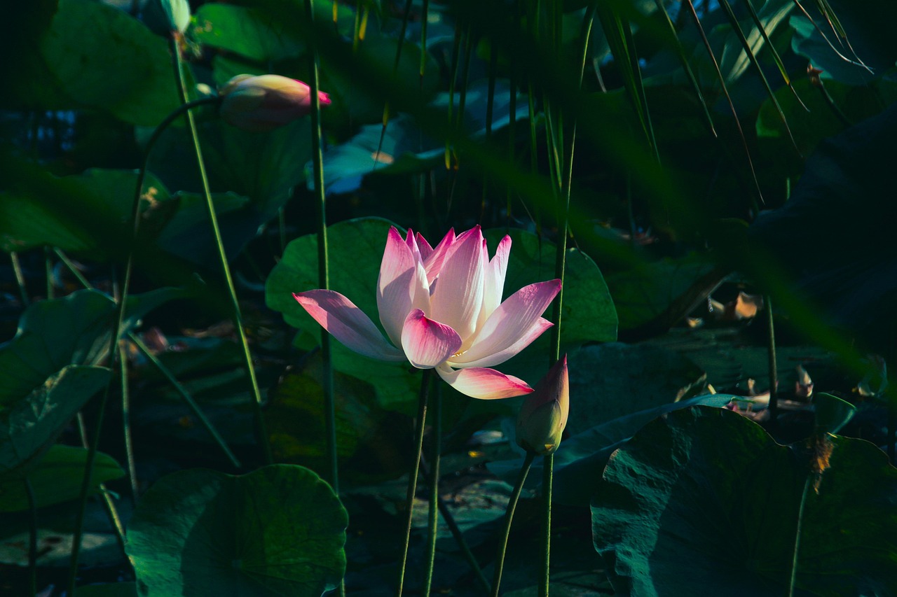 Lotus Pretty Flower - Free photo on Pixabay - Pixabay