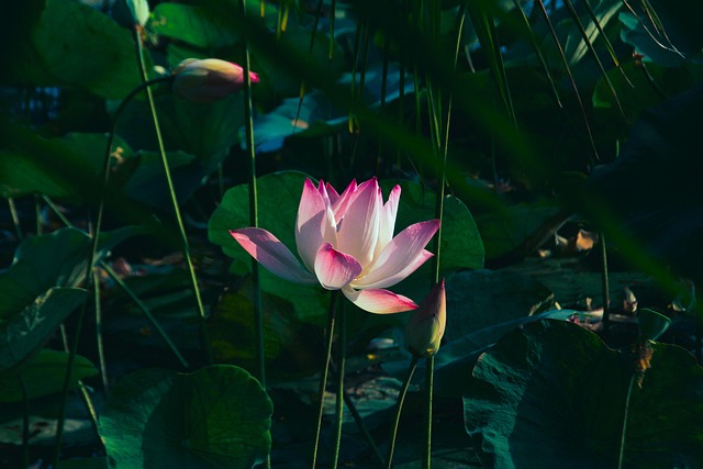 Lotus Pretty Flower - Free photo on Pixabay - Pixabay