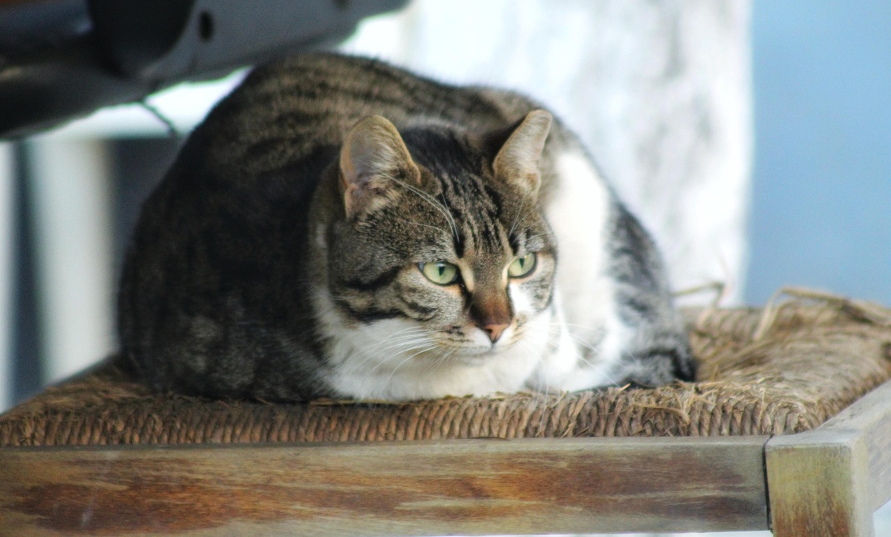 The Cat Tomcat Kitten - Free photo on Pixabay - Pixabay