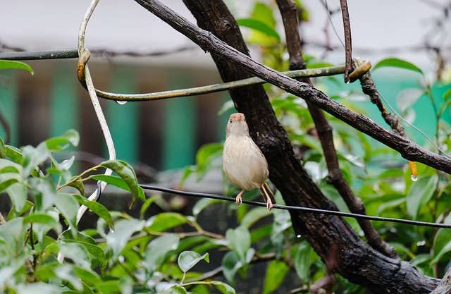 Bird Donut Nature - Free photo on Pixabay - Pixabay