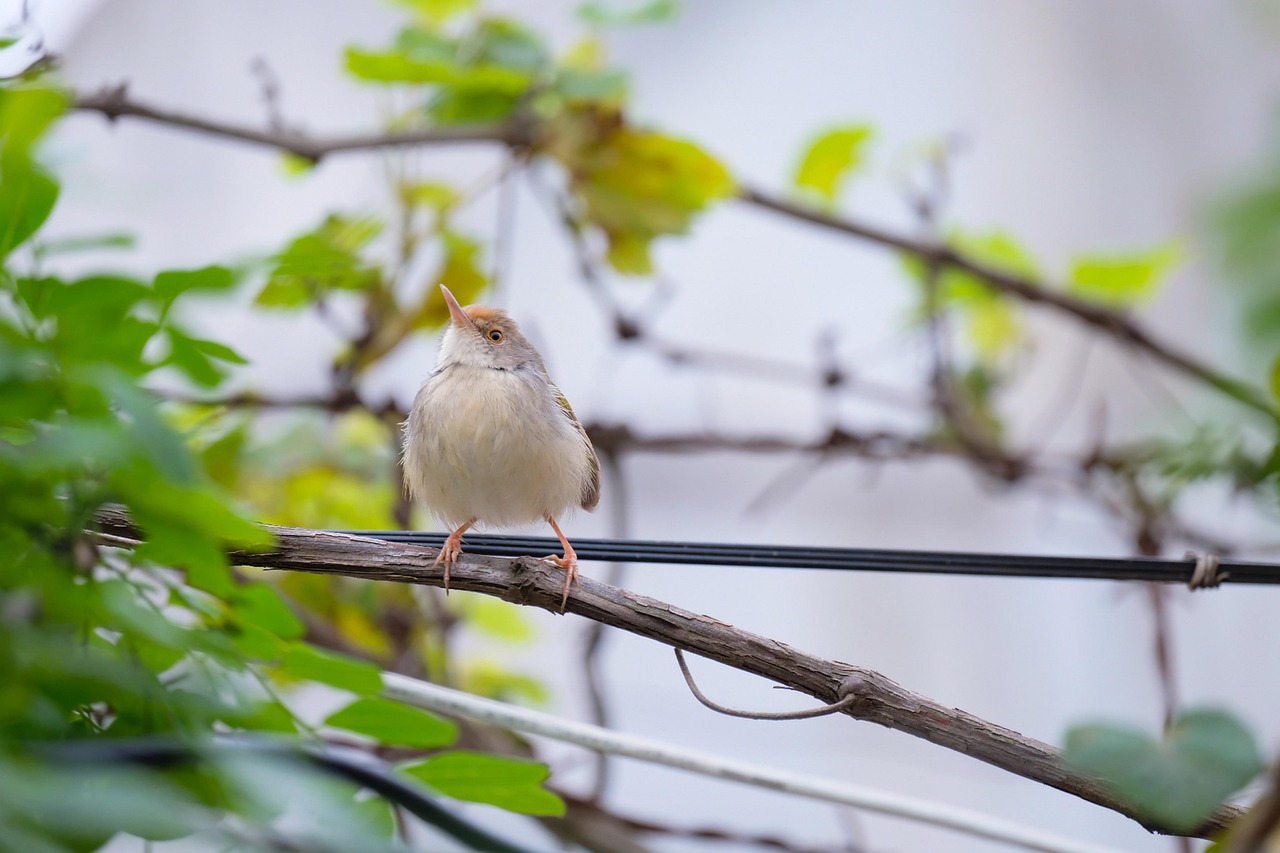 Bird Leaves Plants Donut - Free photo on Pixabay