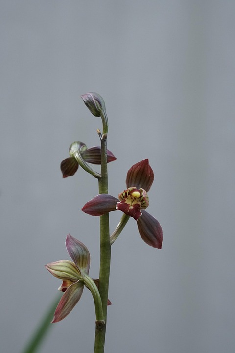 Cymbidium Chine Orchidées - Photo gratuite sur Pixabay - Pixabay