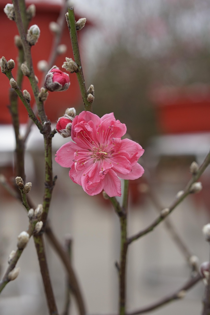 Fleur De Pêche Pêcher Le Printemps - Photo gratuite sur Pixabay - Pixabay