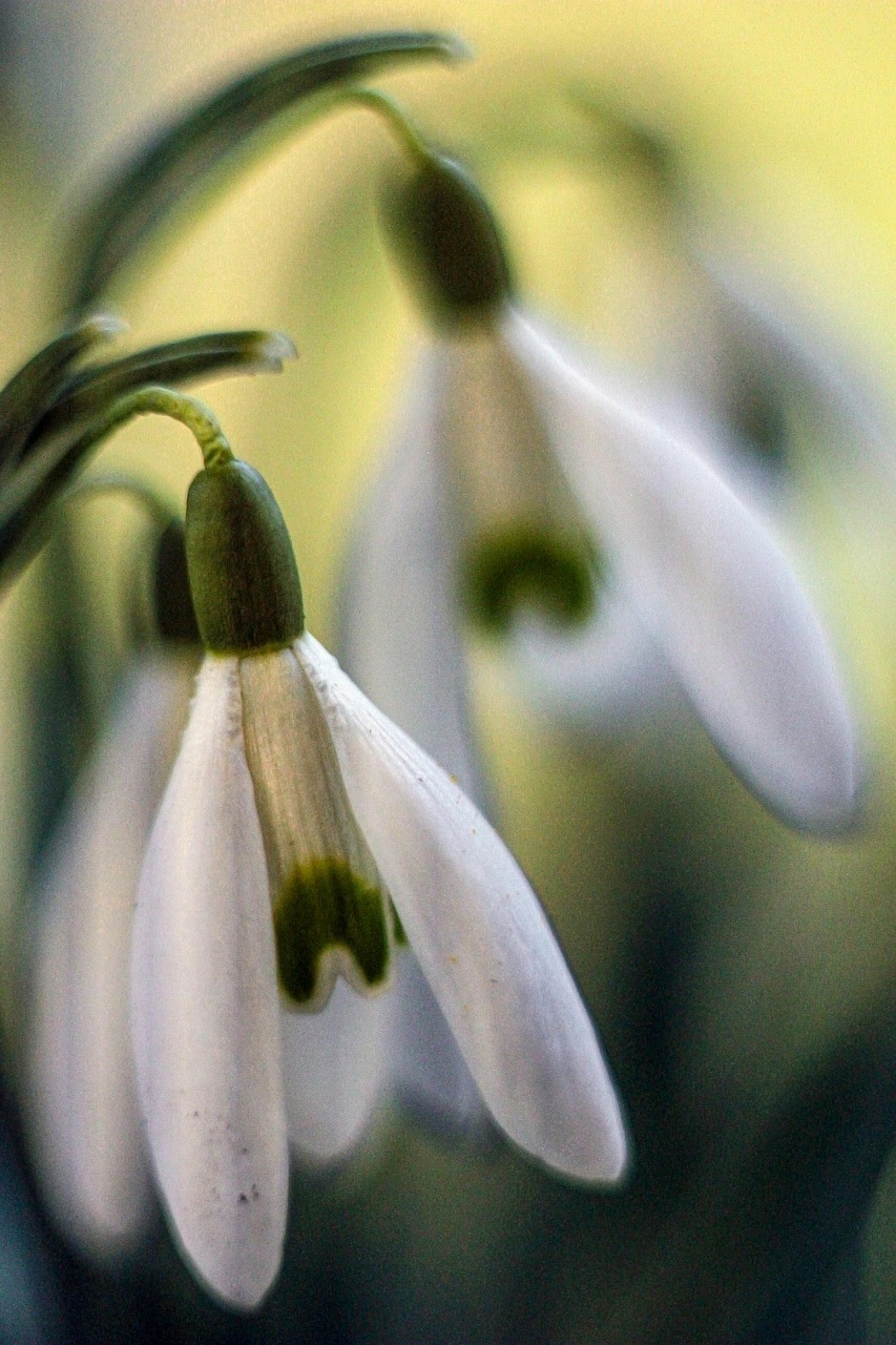 Fleur Perce-Neige Plantes - Photo gratuite sur Pixabay - Pixabay