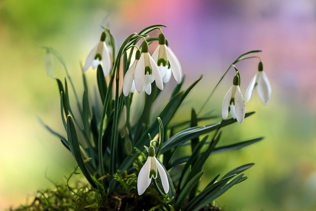 Fleurs Perce-Neige Les Plantes - Photo gratuite sur Pixabay - Pixabay