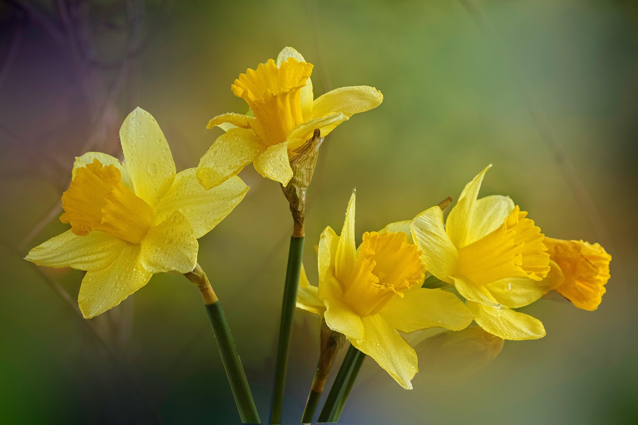 Flowers Daffodils Bouquet - Free photo on Pixabay