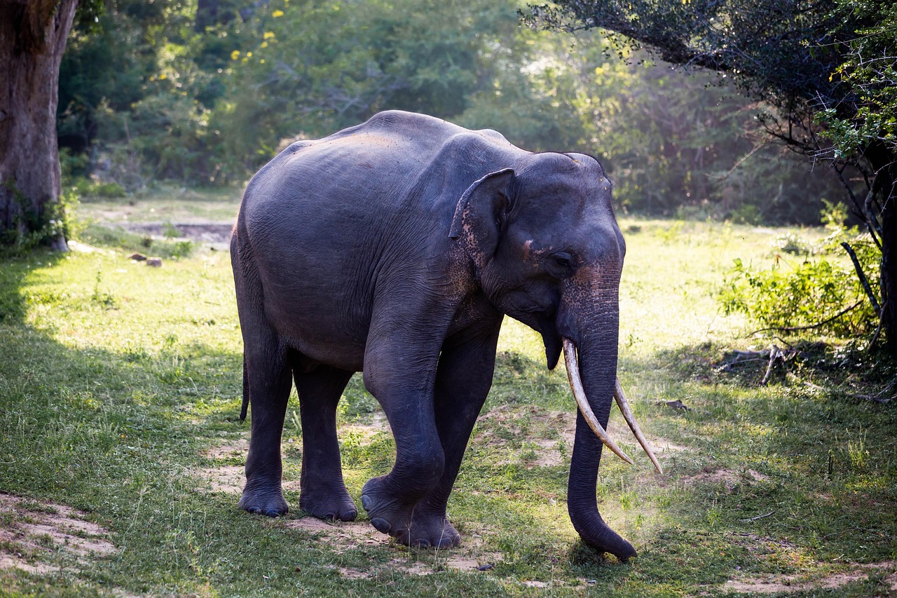 Animal Elephant Mammal - Free photo on Pixabay