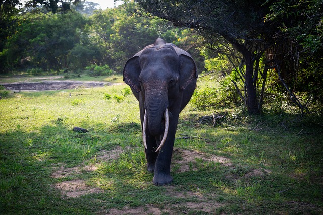 Animal Elepant Wildlife - Free photo on Pixabay