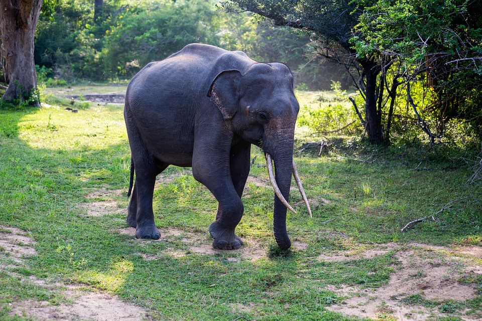 Animal Wildlife Nature - Free photo on Pixabay