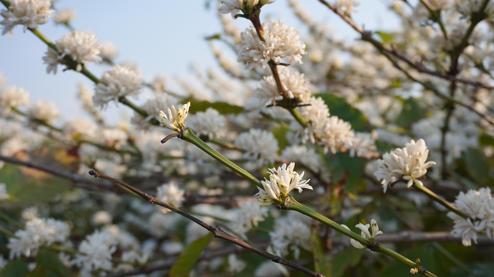 Coffee Flowers Blooming - Free photo on Pixabay - Pixabay