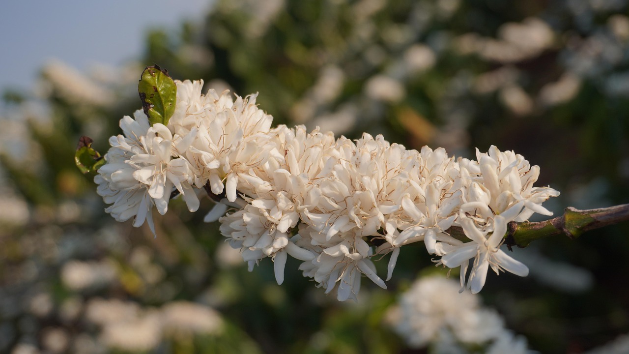 Coffee Flowers Blooming - Free photo on Pixabay - Pixabay