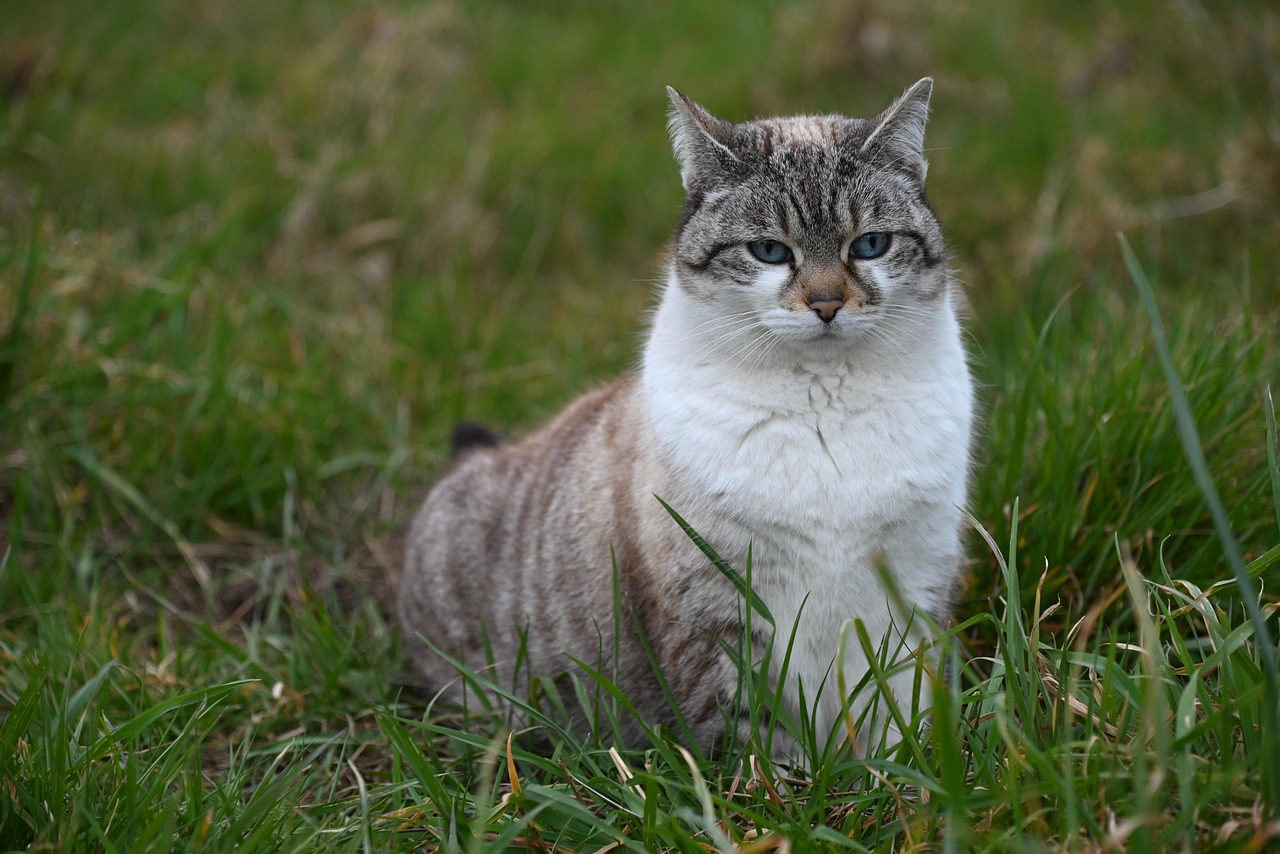 Animal Feline Cat - Free photo on Pixabay - Pixabay