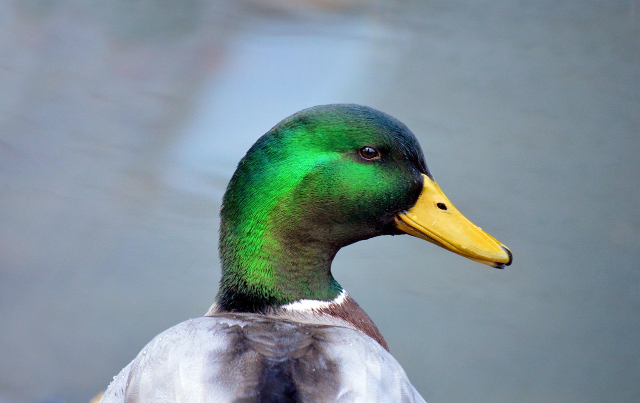 20,000+ Free Duck Head & Duck Images - Pixabay
