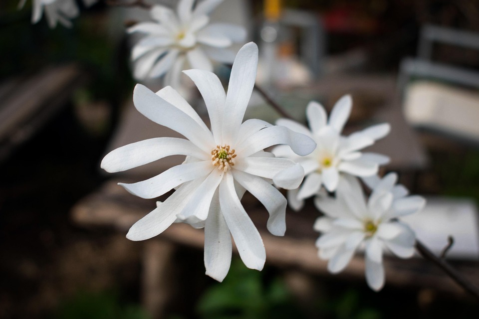 Magnolia Bintang Bunga - Foto gratis di Pixabay - Pixabay
