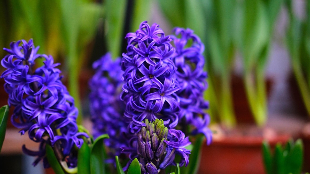 Hyacinth Dutch Flowers - Free photo on Pixabay - Pixabay