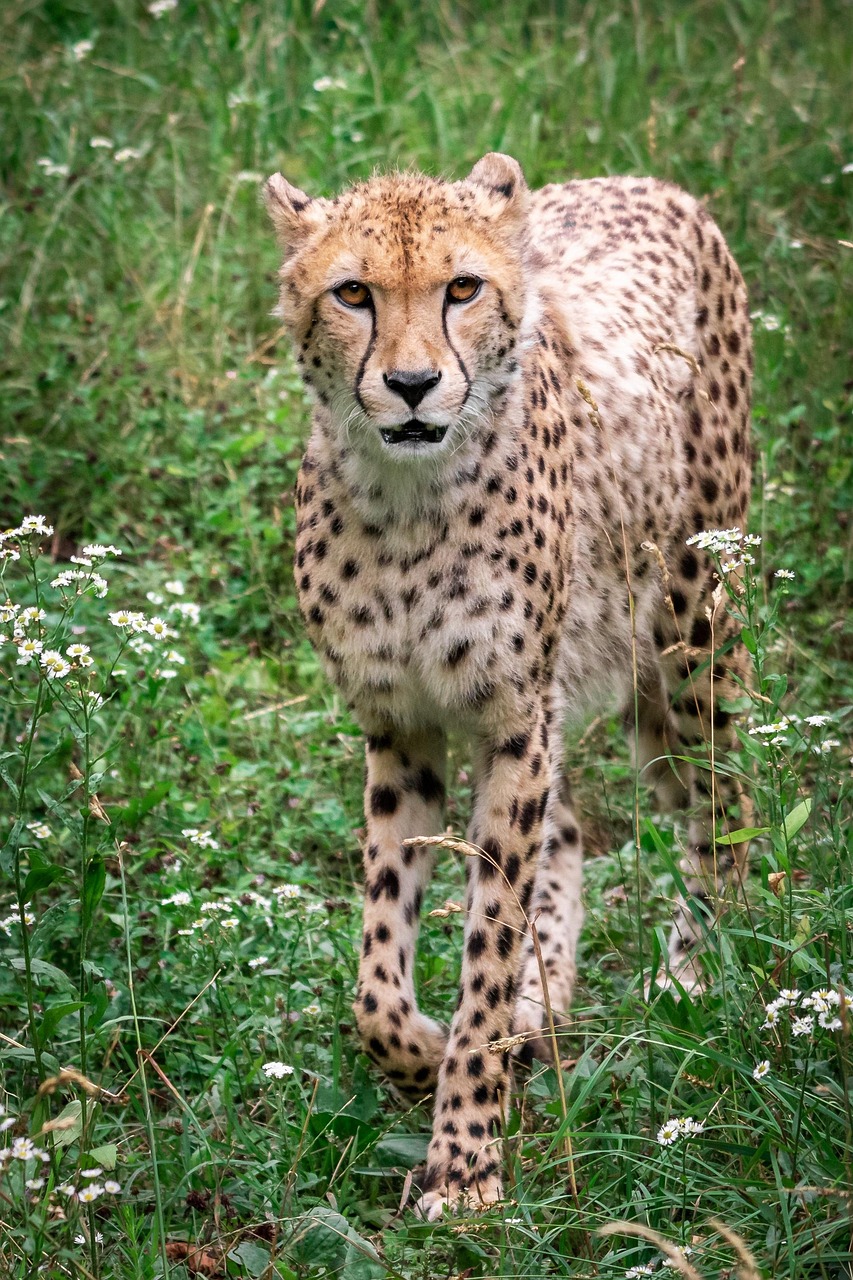 Beautiful Well Animals Cheetah - Free photo on Pixabay - Pixabay