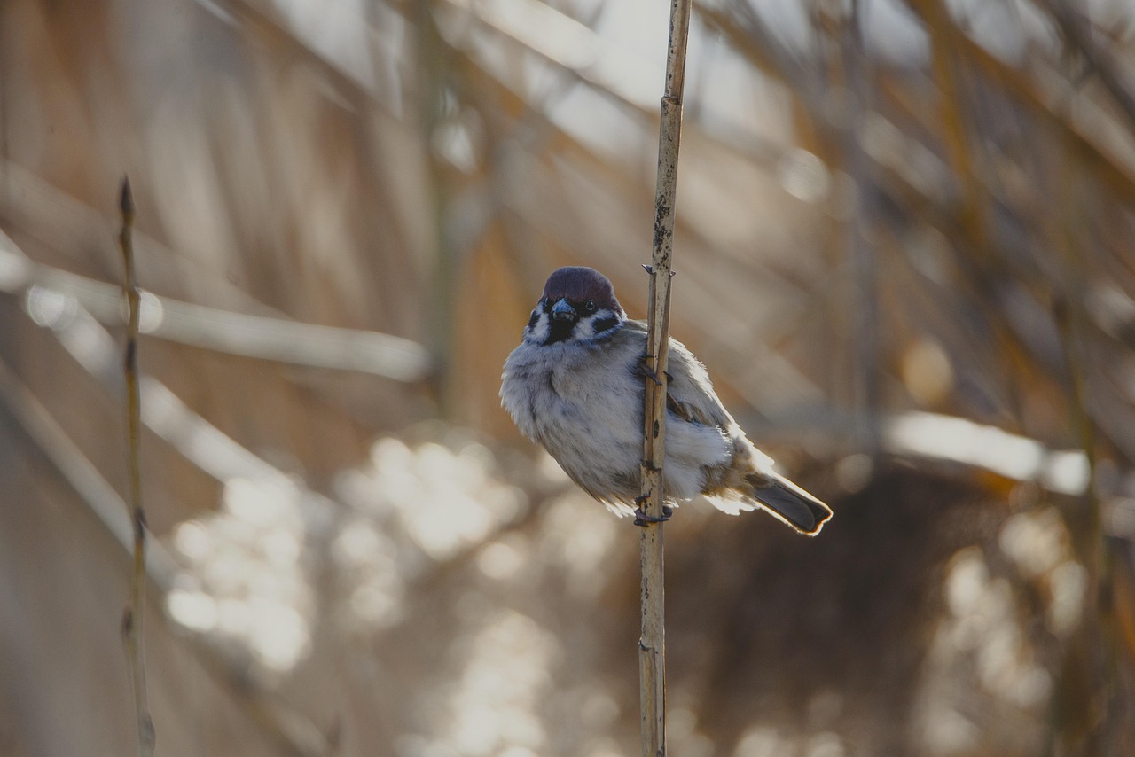 Bird Sparrow Ornithology - Free photo on Pixabay