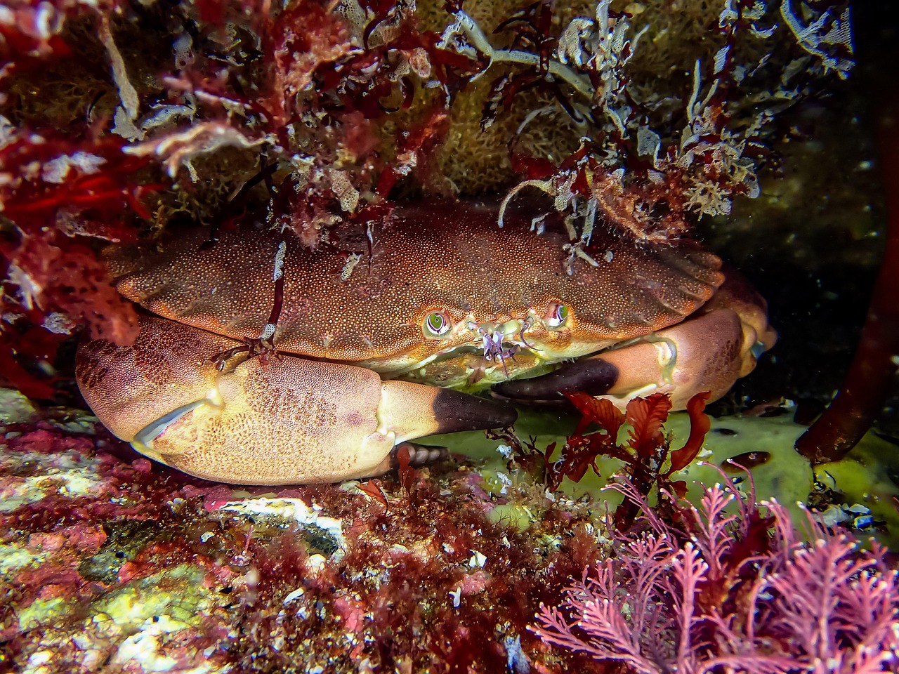 Crabe Mer Nature - Photo gratuite sur Pixabay - Pixabay