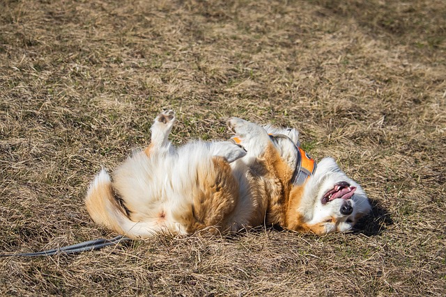 Happy Dog Pembroke Welsh - Free photo on Pixabay