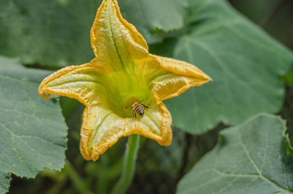 Flower Pollination Bee - Free photo on Pixabay - Pixabay