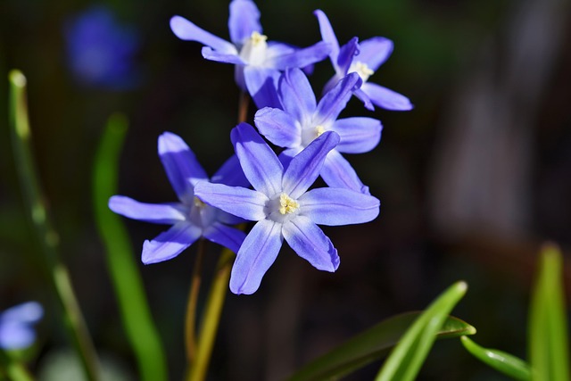 Blue Flowers Squills - Free photo on Pixabay