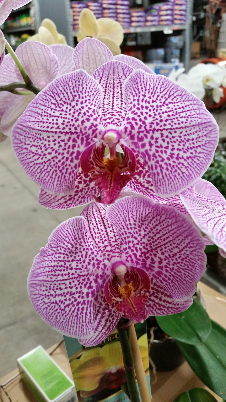 Orchidée Nature Fleur - Photo gratuite sur Pixabay - Pixabay