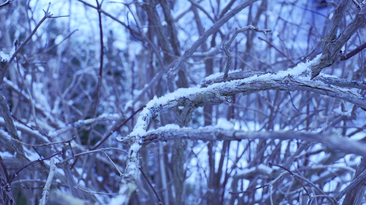 Download Snow, Twig, Nature. Royalty-Free Stock Illustration Image ...