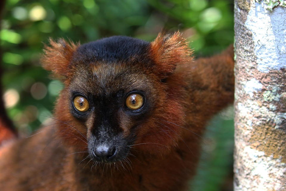 Madagascar Nature Maki - Photo gratuite sur Pixabay - Pixabay