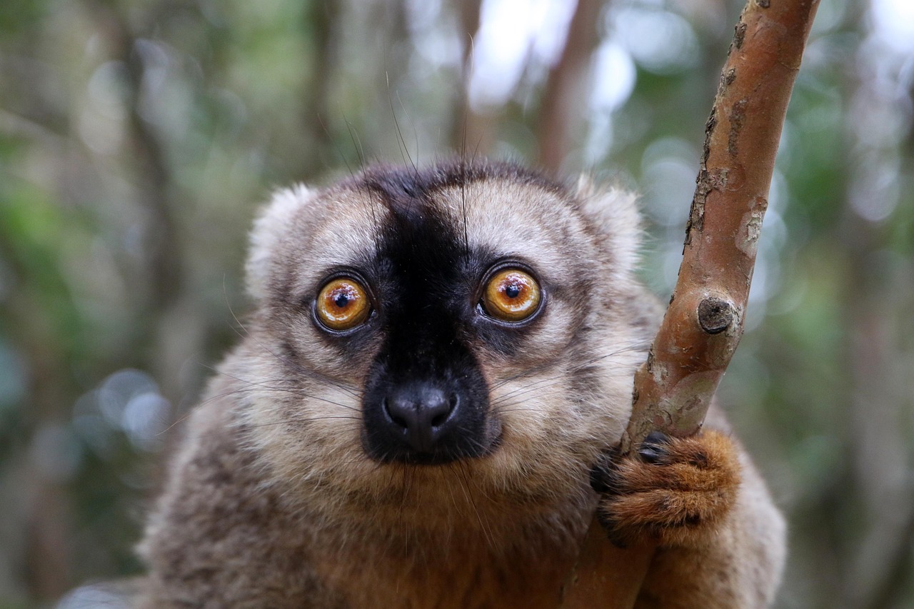 Nature Madagascar Maki - Image gratuite sur Pixabay - Pixabay