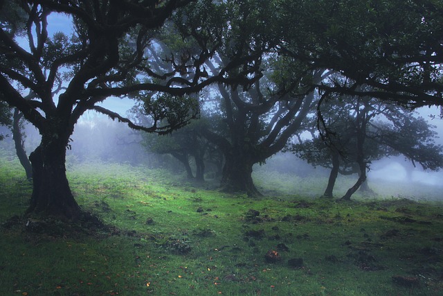 Madeira Cloud Forest Fog - Free photo on Pixabay
