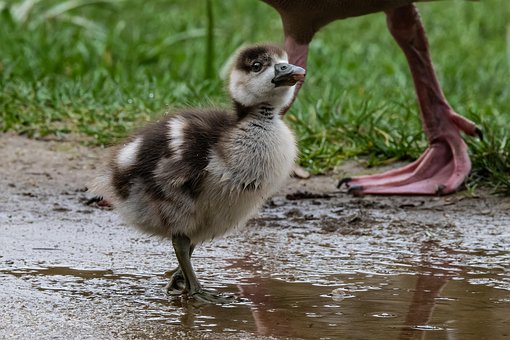 Duck, Baby, Bird. Free Stock Video - Pixabay