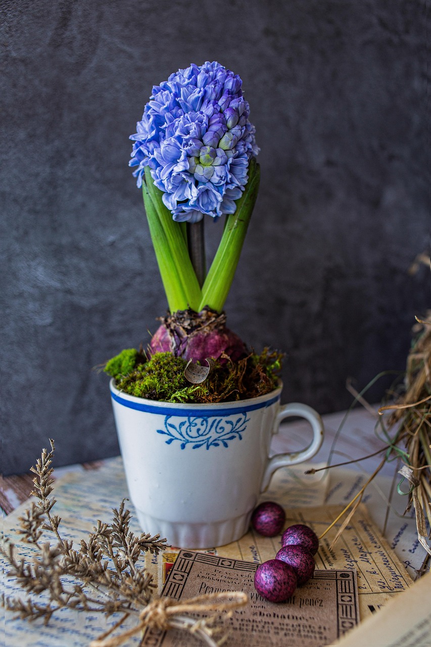 Fleurs Le Printemps Jacinthe - Image gratuite sur Pixabay - Pixabay