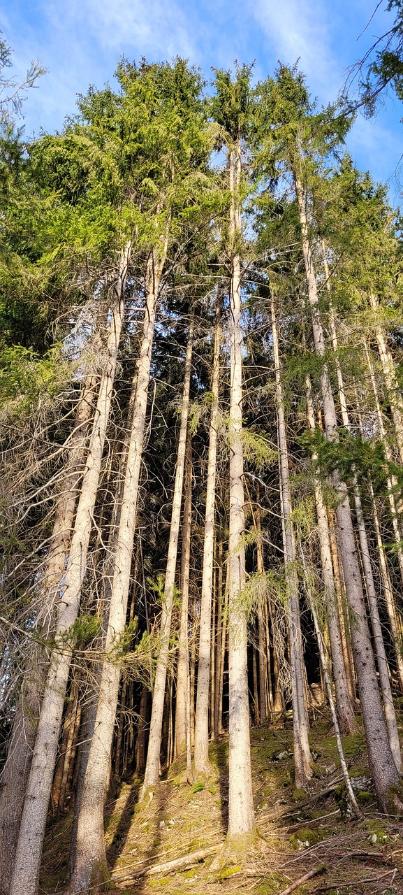 Forêt Des Arbres La Nature Ai - Photo gratuite sur Pixabay - Pixabay