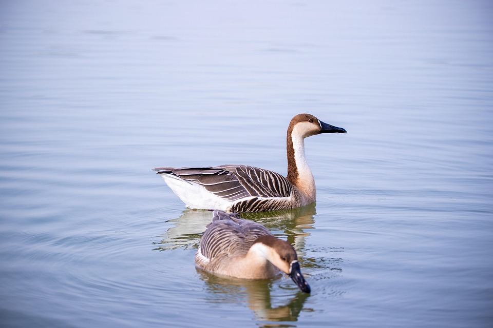 Wild Goose Swan Waterfowl - Free photo on Pixabay