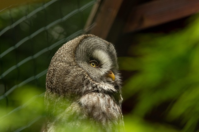 Natur Raptor Owl - Free photo on Pixabay - Pixabay
