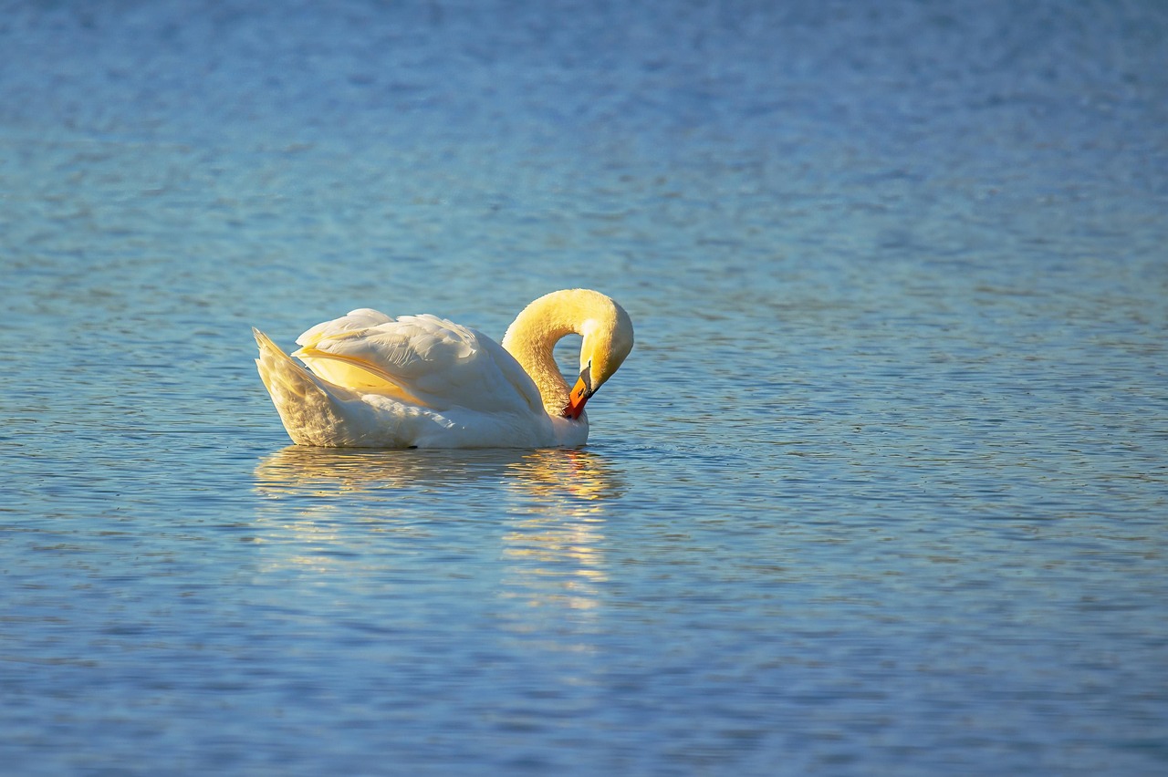 Swan Lake Water Bird - Free photo on Pixabay