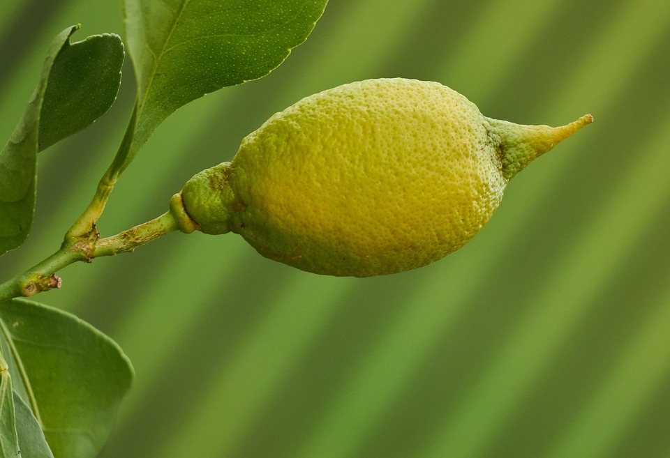 Nature Plant Lemon - Free photo on Pixabay