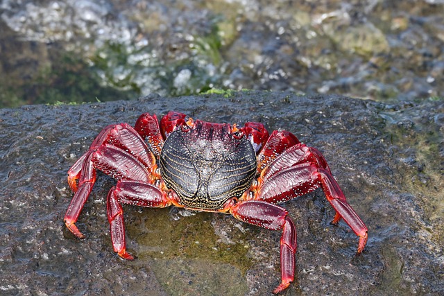 Red Crab Ocean Atlantic - Free photo on Pixabay - Pixabay