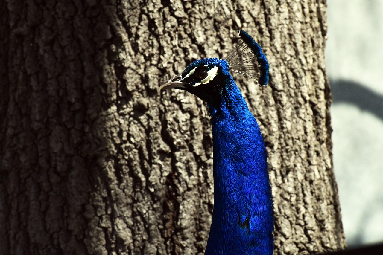 Bird Ornithology Peacock Free Photo On Pixabay Pixabay